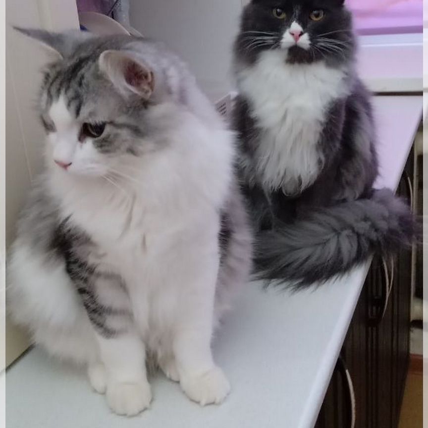 Отдам бесплатно двух котиков