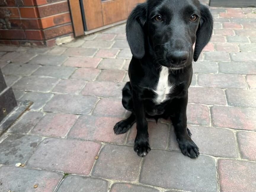 Собака охотничьей породы бесплатно (курцхаар)