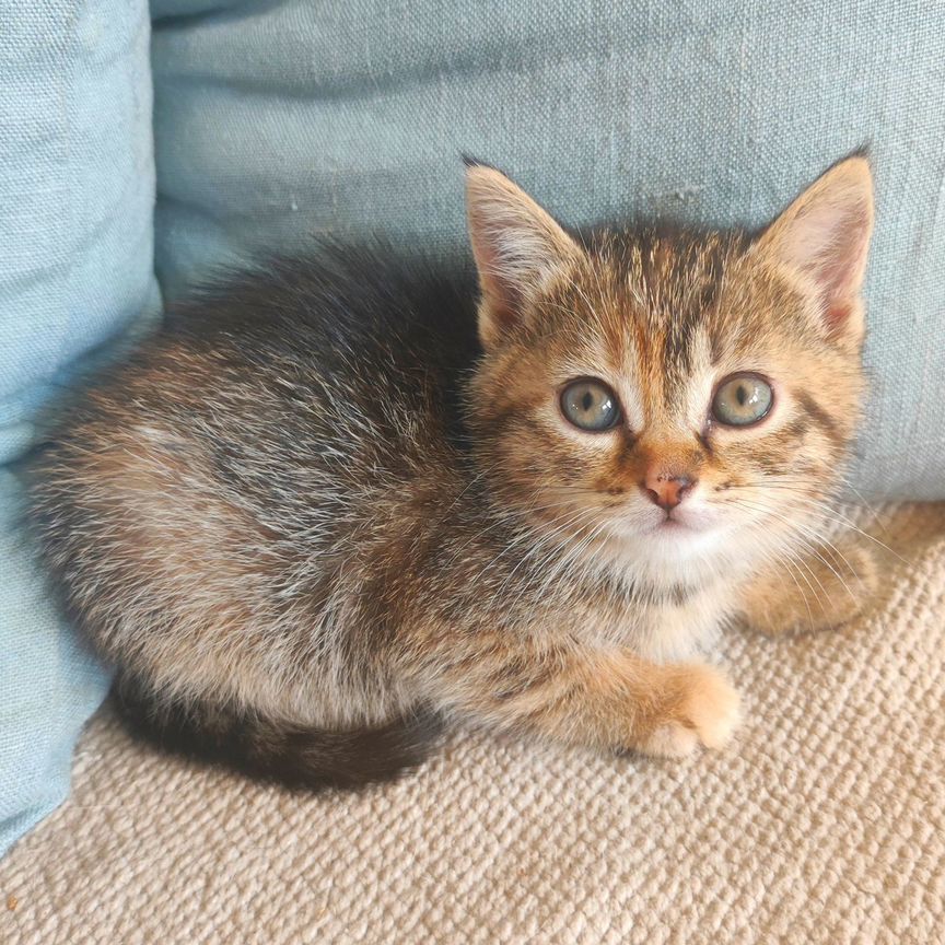 Чудесный домашний котенок