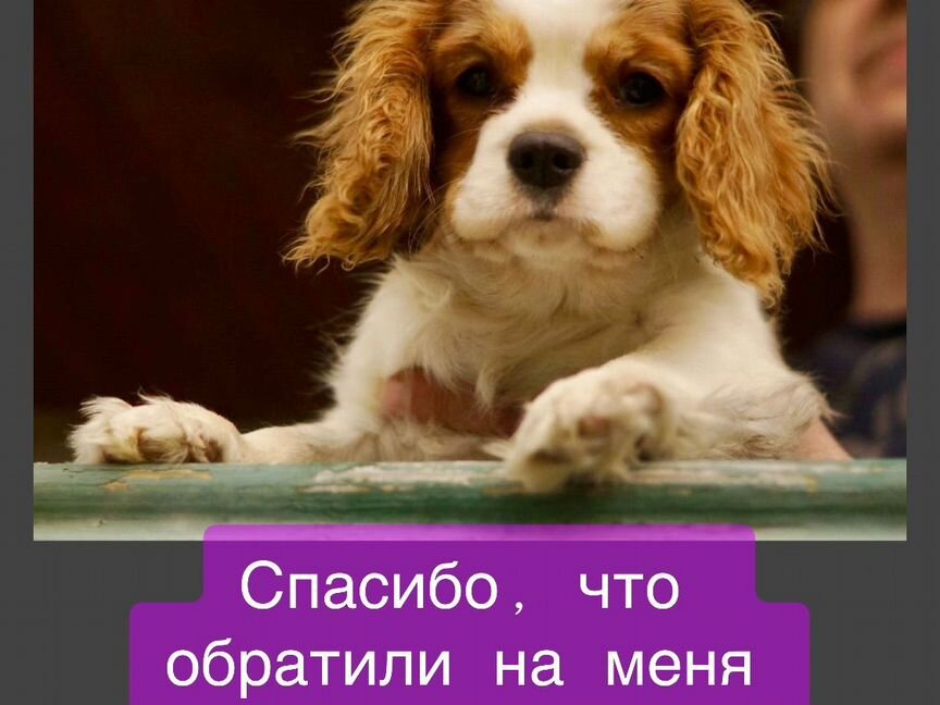 Кавалер кинг чарльз спаниель
