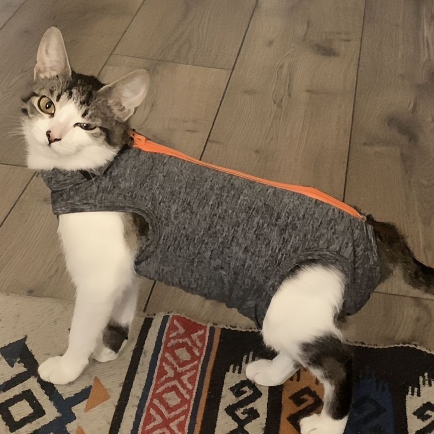 Послеоперационная папона для кошки