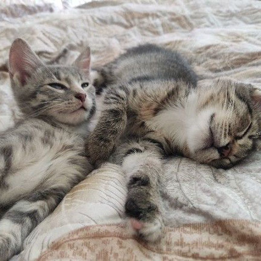 Котята ищут дом