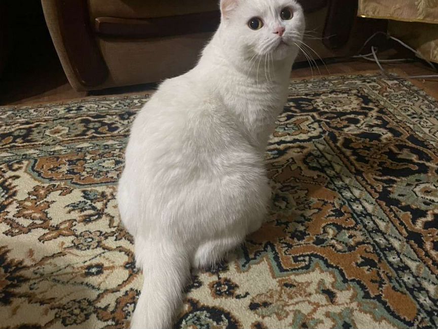 Кошка