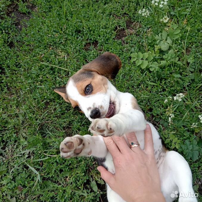 Щеночек бигль