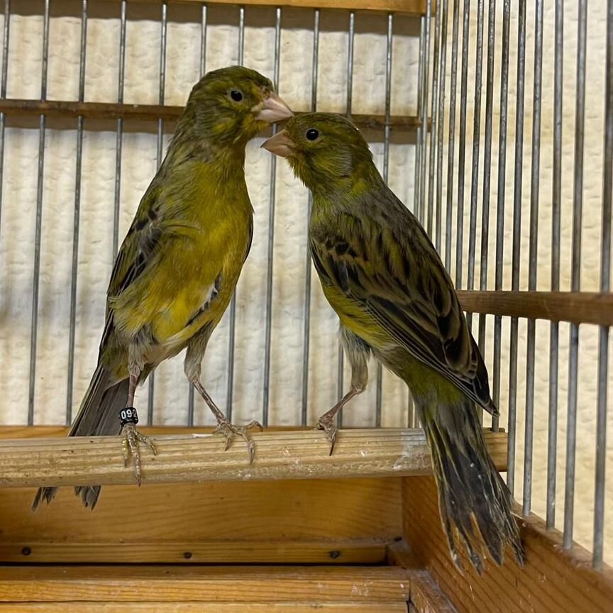 Кенара и канарейки