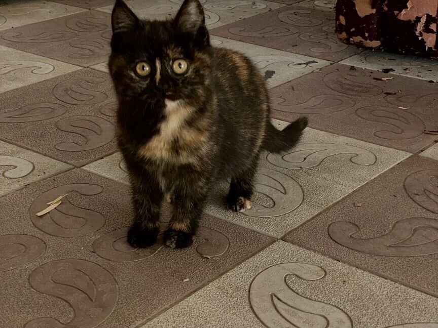 Трехцветные котята