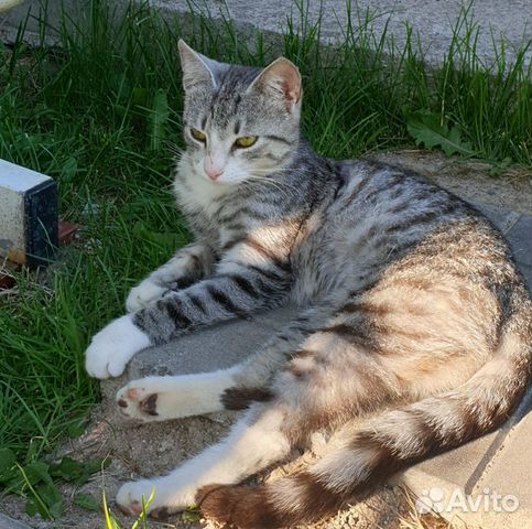 Кошка Манюня расцветка вискас