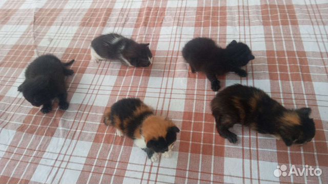 Котята в добрые руки