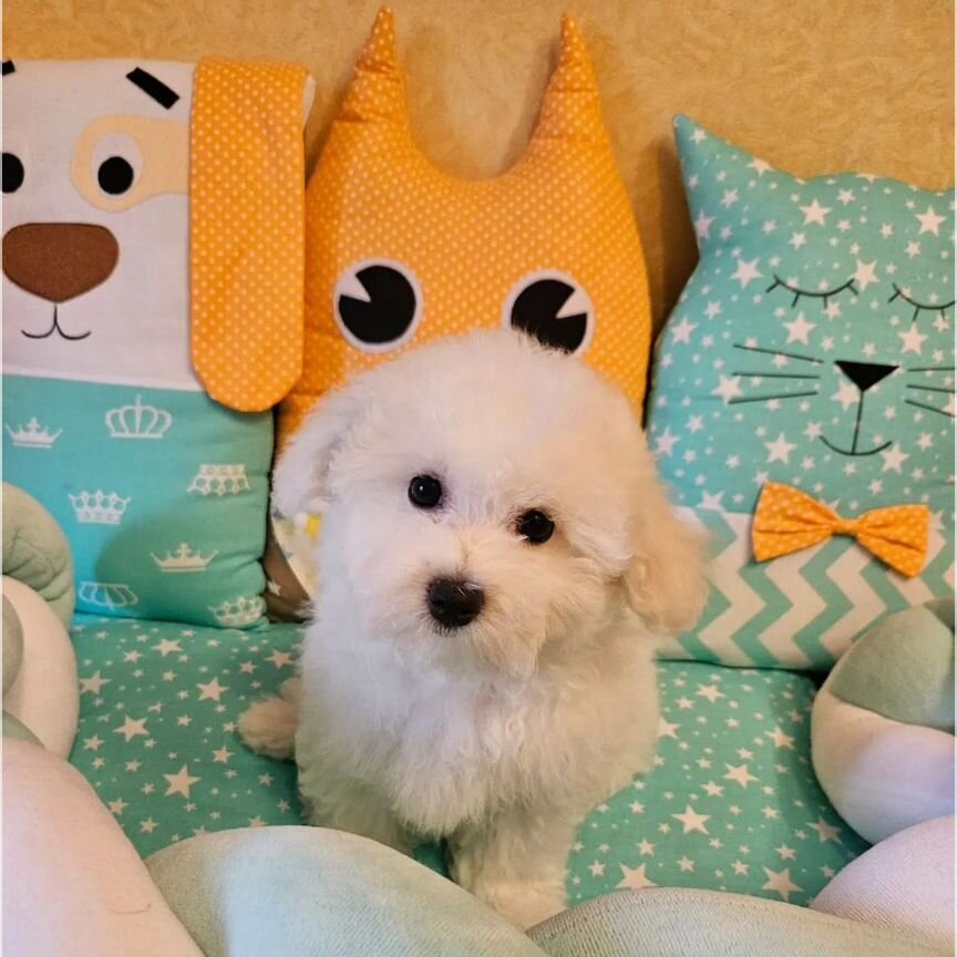 Бишон фризе, щенок