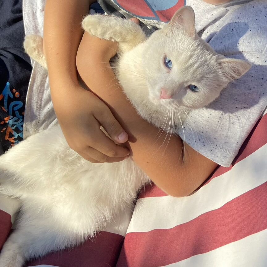 Кошка в дар