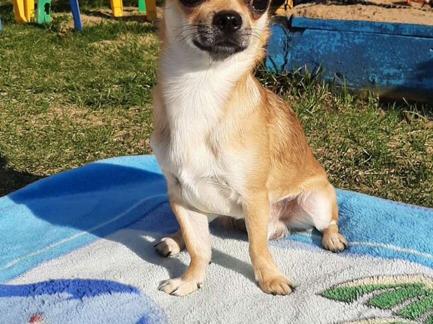 Вязка чихуахуа