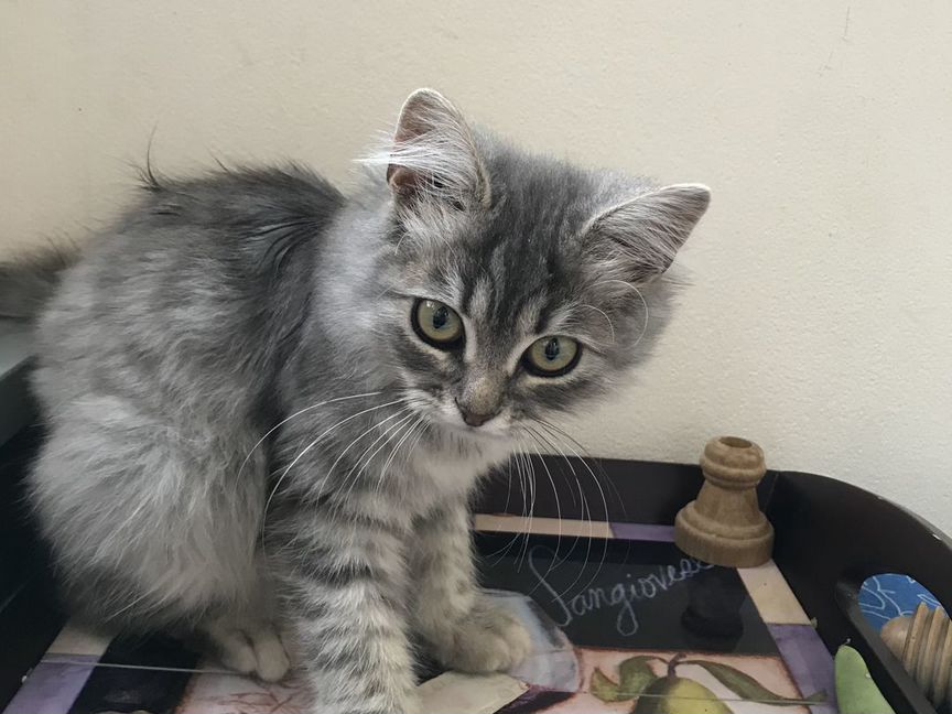 Котенок девочка в добрые руки
