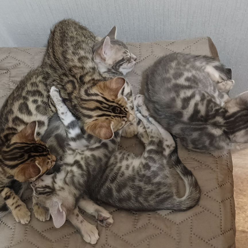 Бенгальская кошка котенок