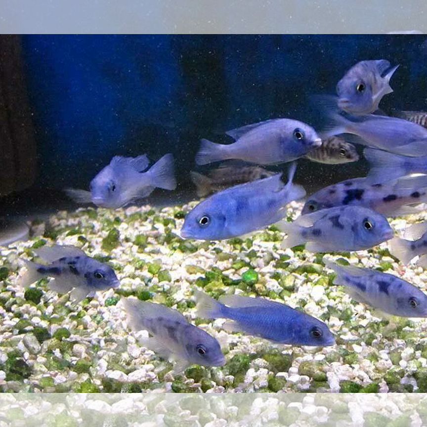 Дельфин голубой