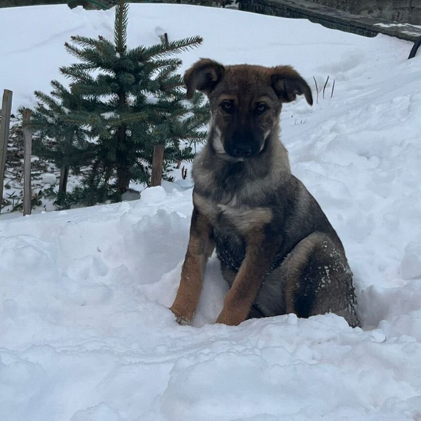 Щенок 3,5 мес в добрые руки