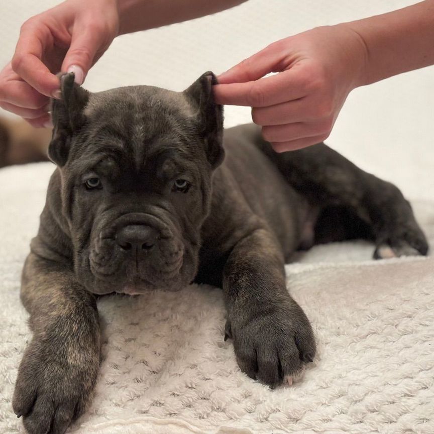 Кане-корсо, щенок