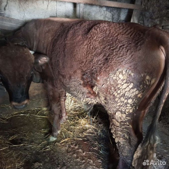 Бык, 1.5 года