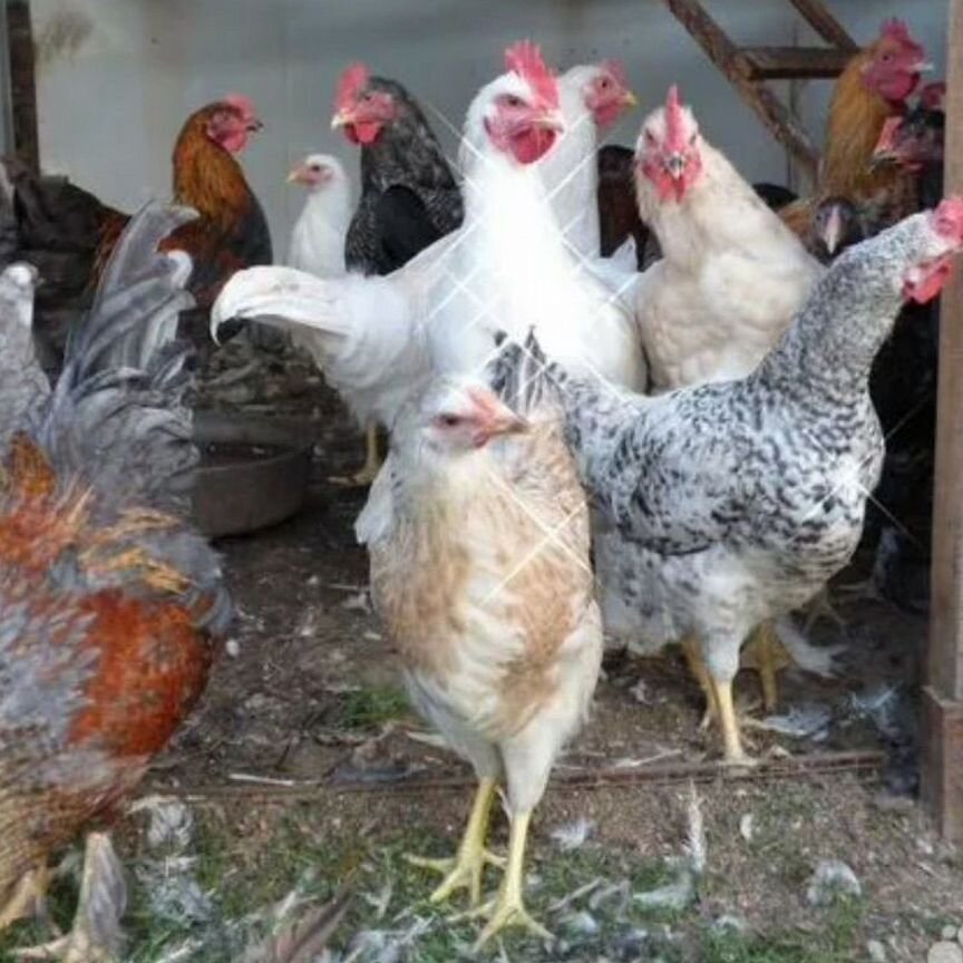 Обменяю петушков на кур несушек