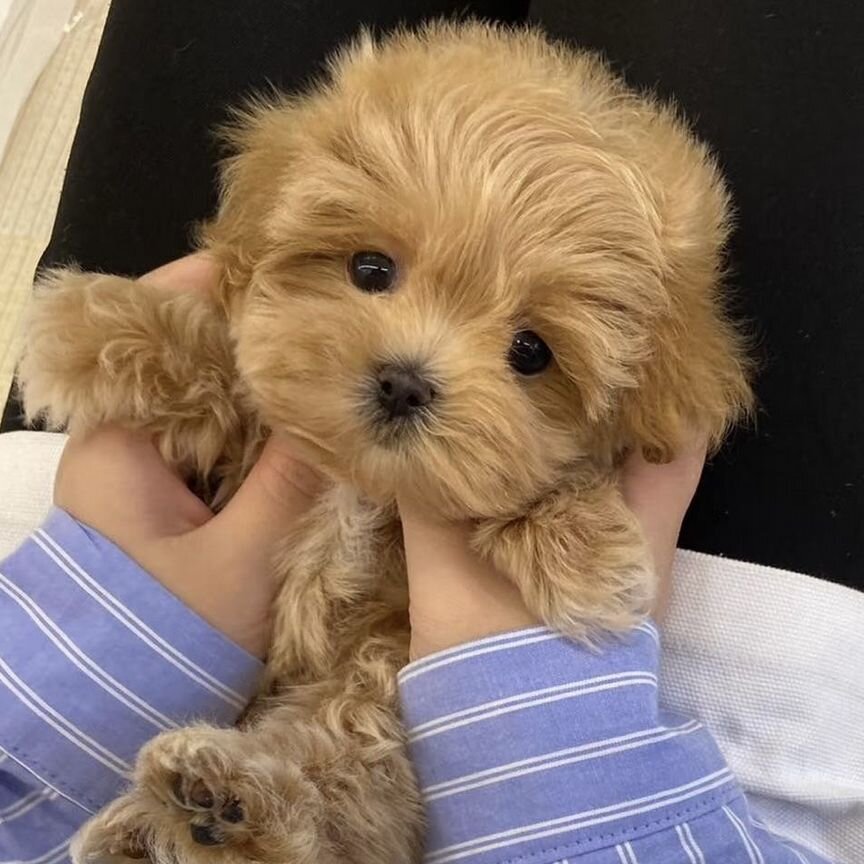 Мальтипу, щенок