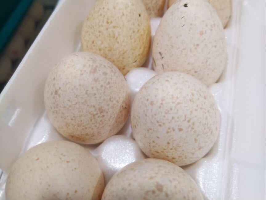 Инкубационное яйцо индейки, гусей, уток, кур