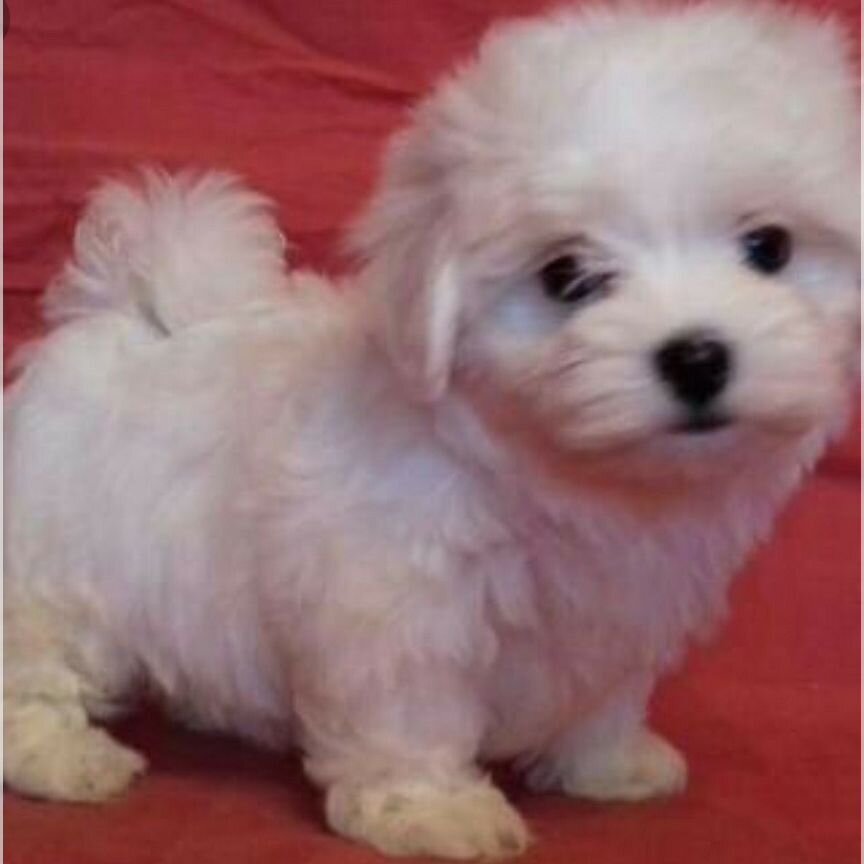 Мальтийская болонка, щенок