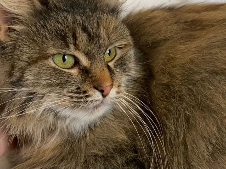 Кошка Марта