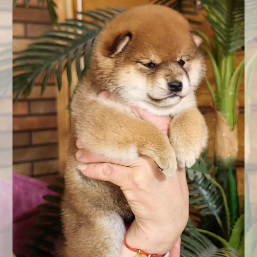 Сиба-ину, щенок