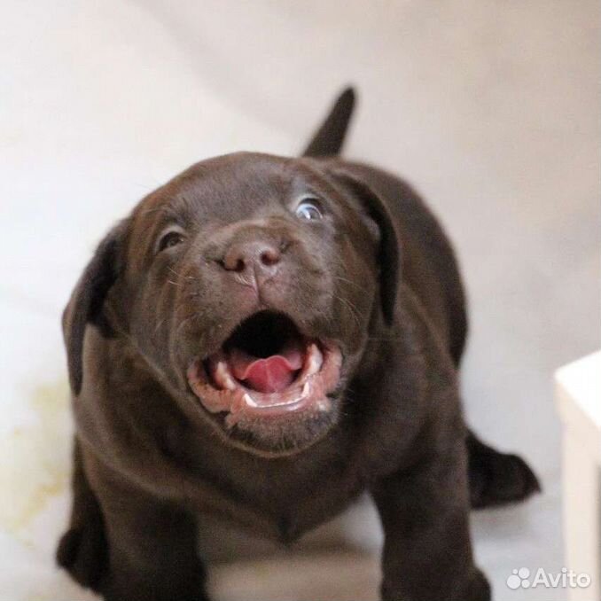 Лабрадор малышка