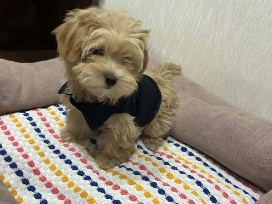 Собака мальтипу мини