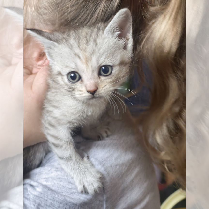 Котёнок от частного владельца