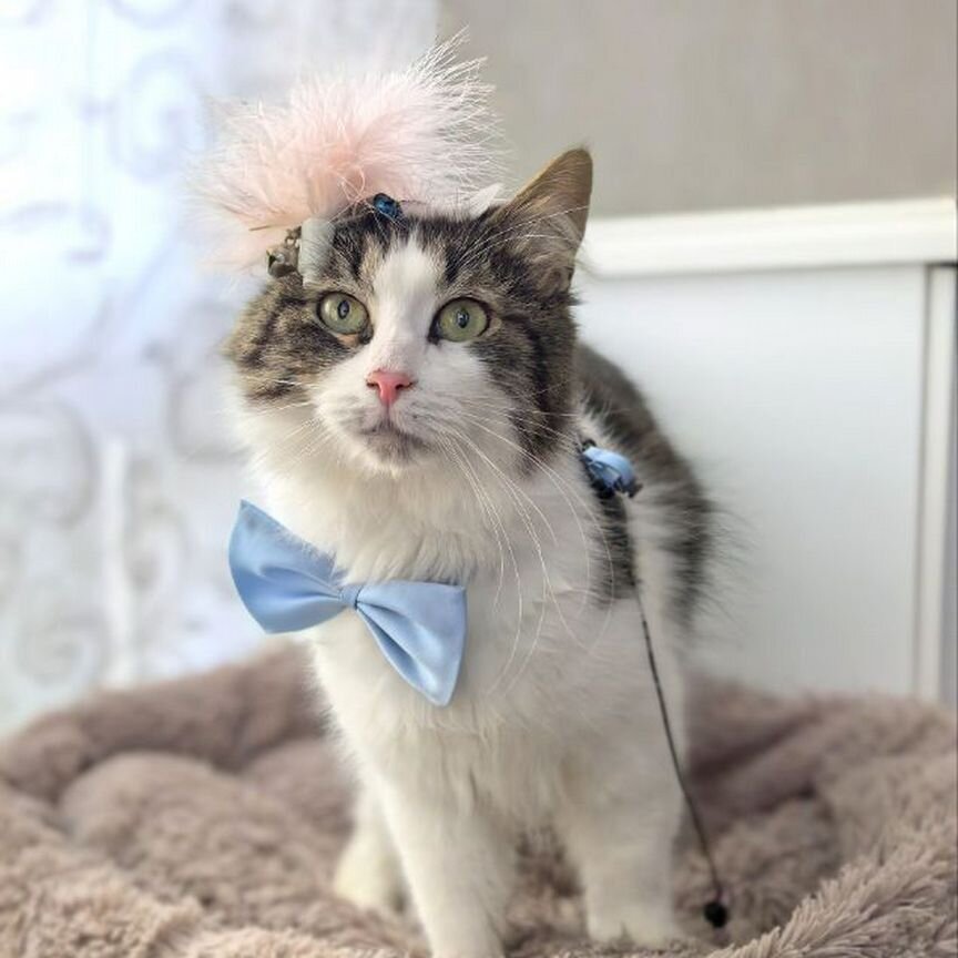 Кошки