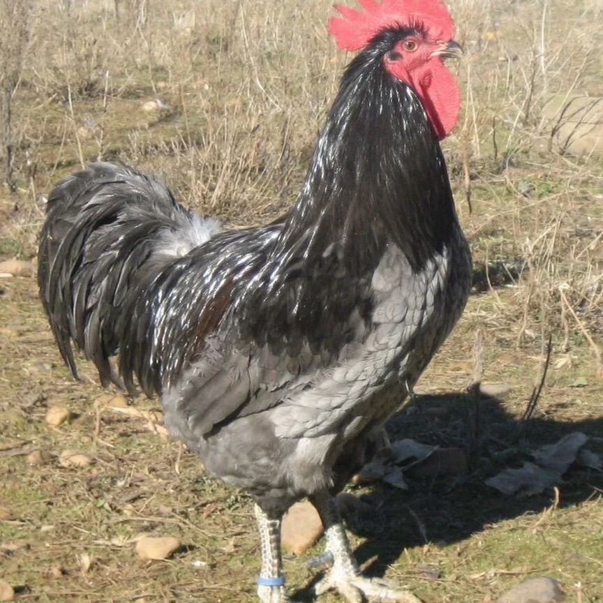 Петушки Доминант месячные