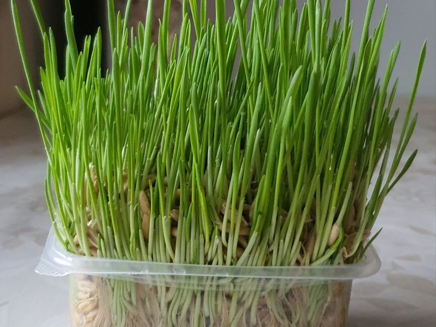 Трава для кошек, собак, грызунов, птиц