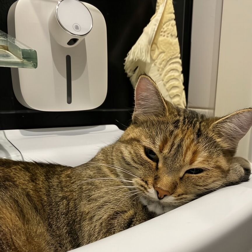 Взрослая, Девочка кошка в добрые руки