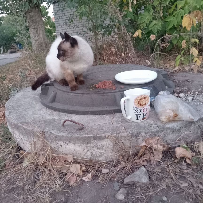 Кот в добрые руки