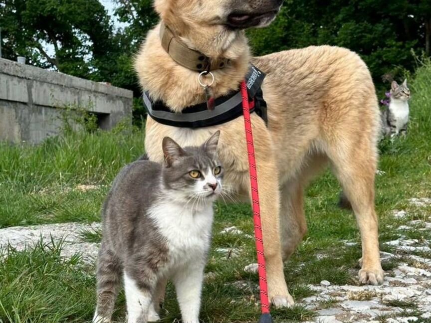 Собака в добрые руки ищет дом