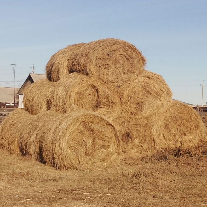 Продам сено в рулонах