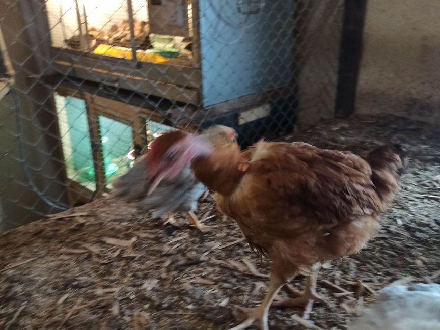 Куры голошейки