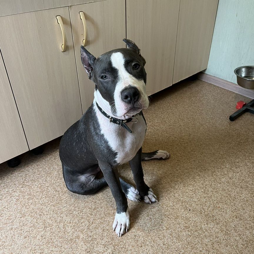 Стаффордширский терьер в добрые руки