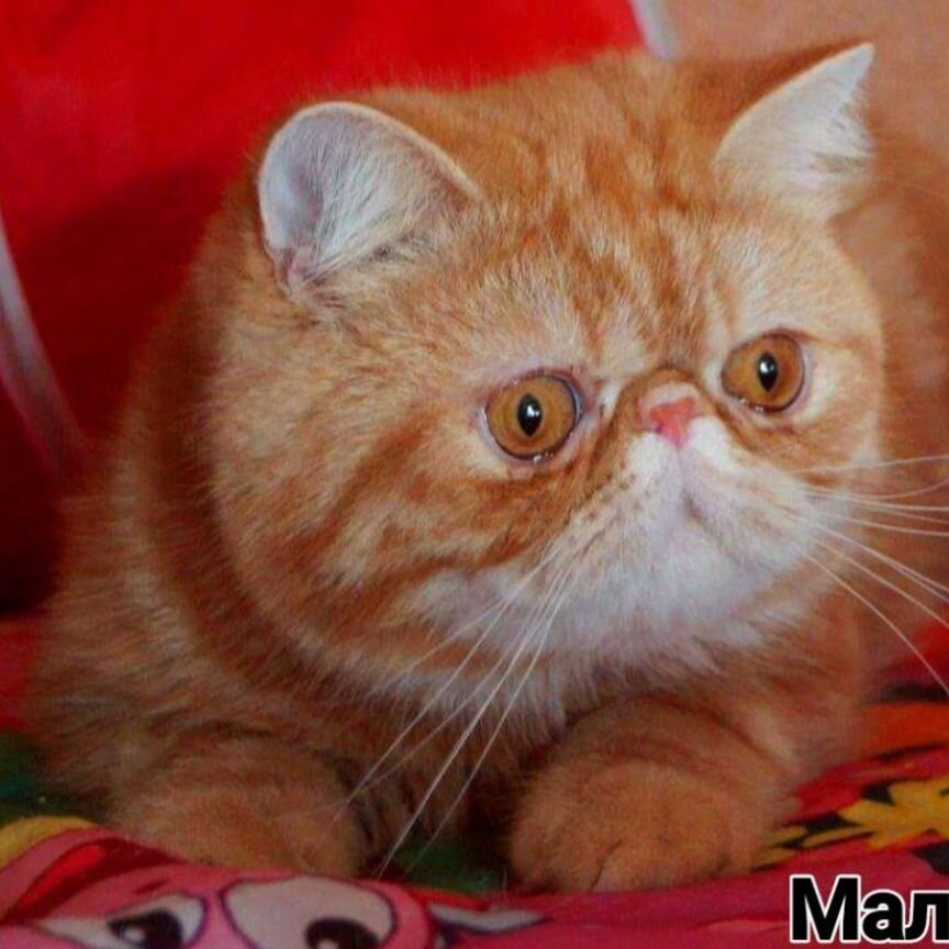 Экзотический короткошёрстный котёнок