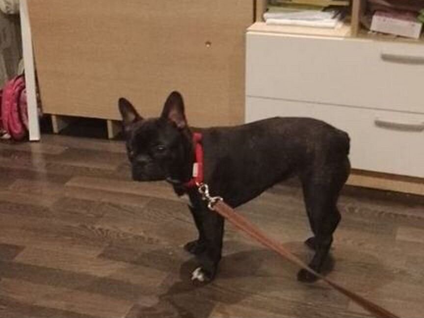 Французский бульдог (девочка)