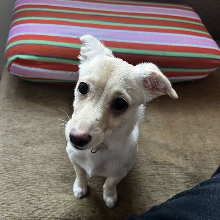 Собака. Найдена собака