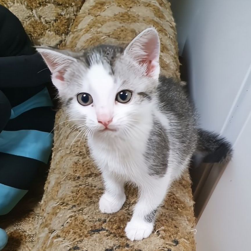 Котенок