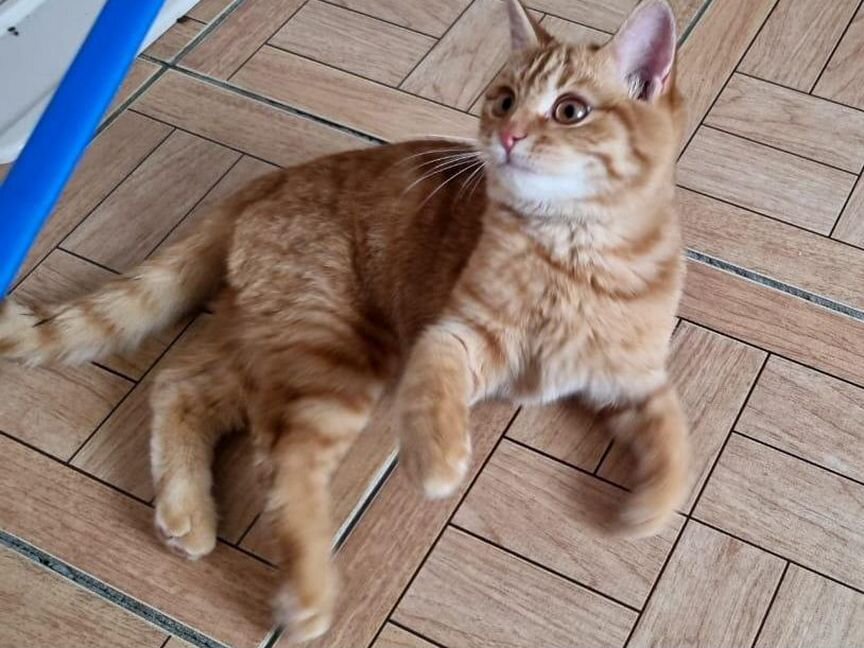 Котенок рыжик