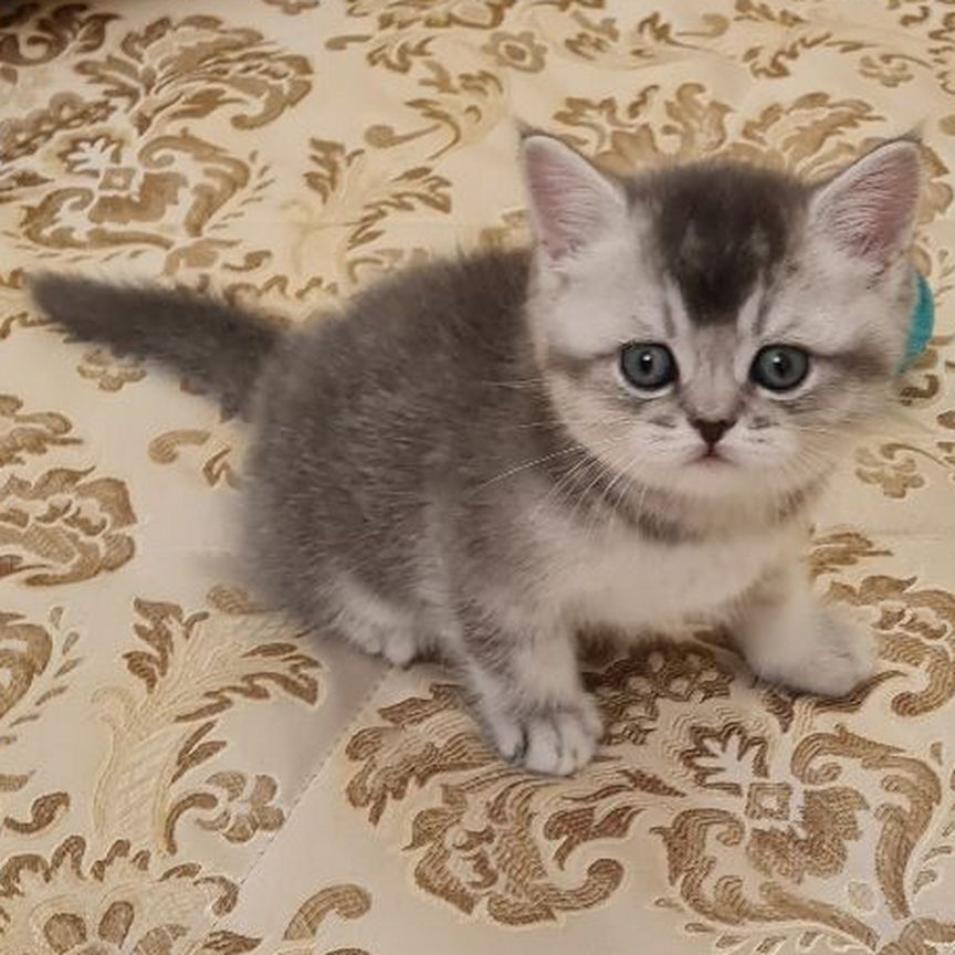Шотландская страйт