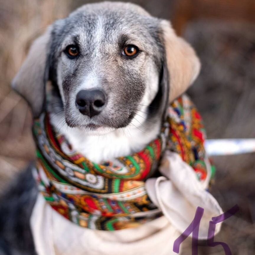 Щенки бесплатно