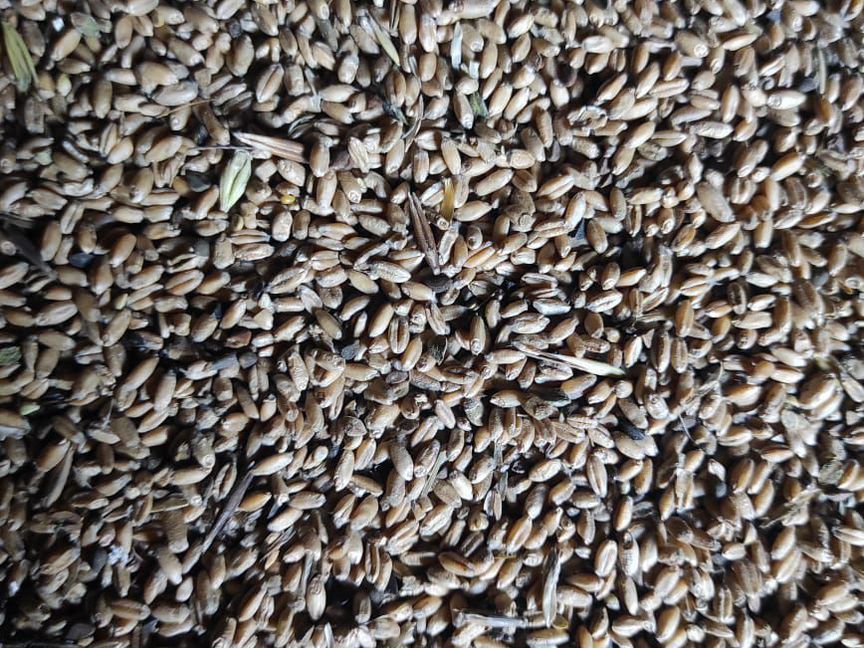 Продам отходы пшеничные