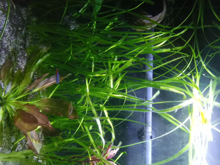 Растения для аквариума
