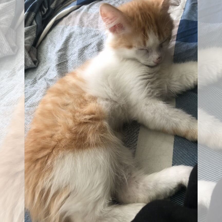 Отдам в добрые руки кота