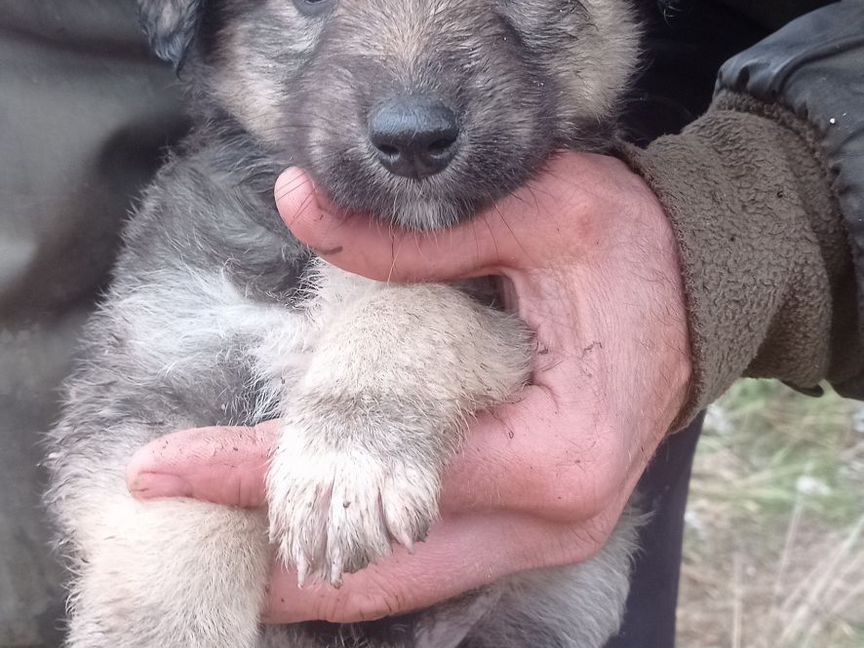 Щенки,милые девочки,почти 3 мес